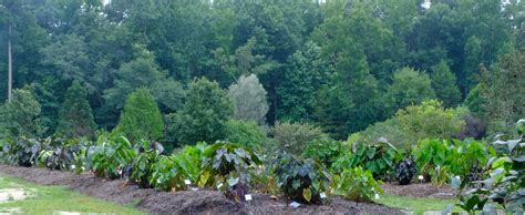 Hear Hearlend Me An Ear Juniper Level Botanic Garden