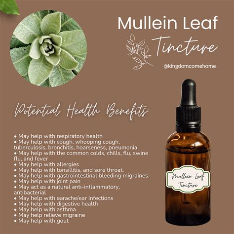 Mullein Leaf Tincture Kingdom Come Home