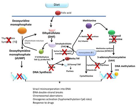 Chronic Lymphocytic Leukemia