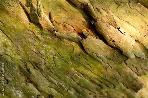 Tree Trunk Texture Background Or Wood Timber Texture Background Stock Photo Adobe Stock