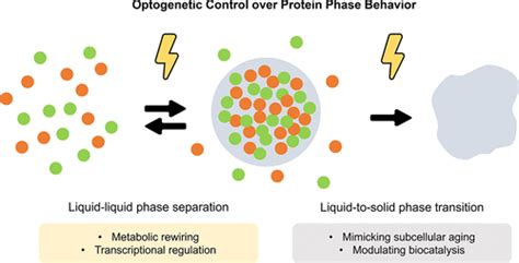 Control Intracellular Protein Condensates With Light Acs Synthetic