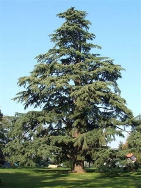 Shop 360 Garden Cedrus Deodara Devdar Himalayan Cedar Deodar Cedar Devadaru Ornamental