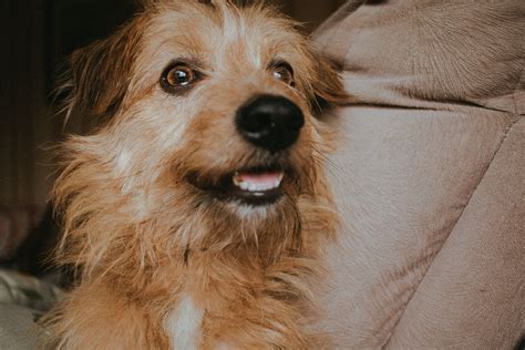 Собака с волосами на глазах порода 59 фото картинки Sobakovod Club