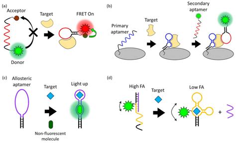 Recent Advances In Biological Applications Of Aptamer Based Fluorescent Biosensors Pmc