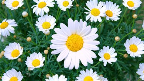 Daisies Flower Information In English Best Flower Site