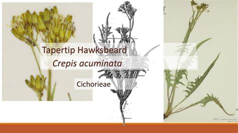 Intermountain Region Flash Cards Wildland Plants Identification Ppt