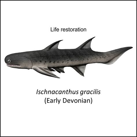 Chondrichthyan Stem Group