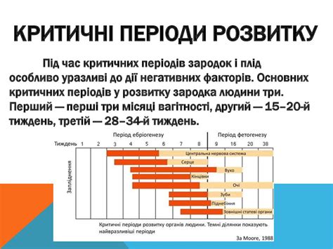 Періодизація ембріонального розвитку людини презентация онлайн