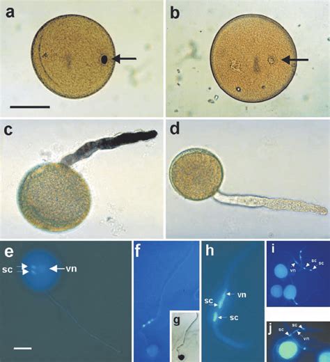 A J Whole Mount Rna In Situ Hybridization And Dapi Staining Of In Vitro