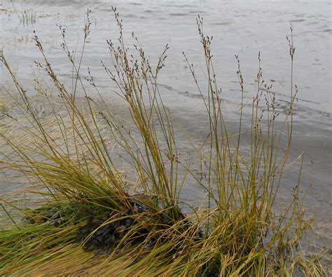 Juncus Gerardii Ssp Atrofuscus Barents Flora