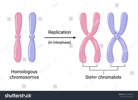 Vector Illustration Chromosomal Replication During Interphase Stock