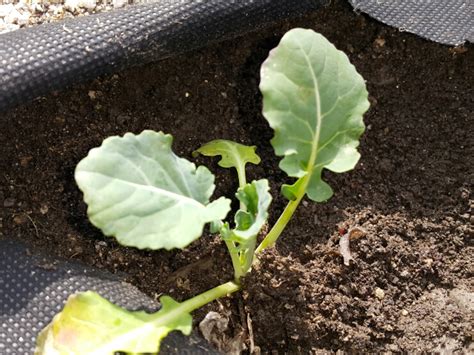 브로콜리효능 브로콜리 모종심기 했습니다 네이버 블로그