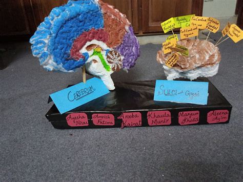 Psychology Brain Model Project