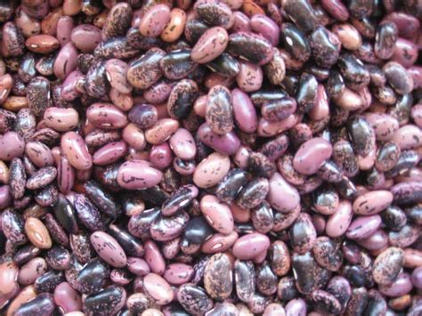 How To Grow Care For And Harvest Scarlet Runner Beans Foodiescapes