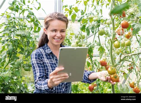 Young Adult Woman Examining Quality Of Tomatoes In Vegetable Greenhouse Using Her Digital Tablet