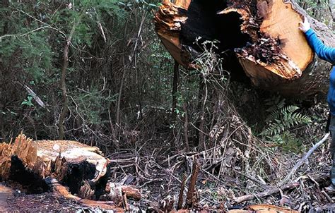Next Steps To Save The Western Grassland Reserve Victorian National
