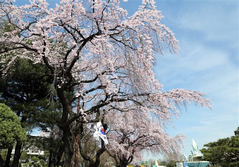 [여행] 수양벚꽃 흩날리는 ‘뜻 깊은 봄길 서울현충원 꽃길
