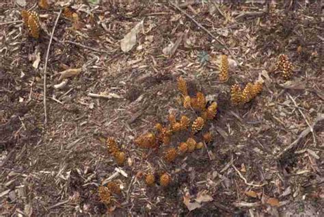 Squaw Root Mizzou WeedID