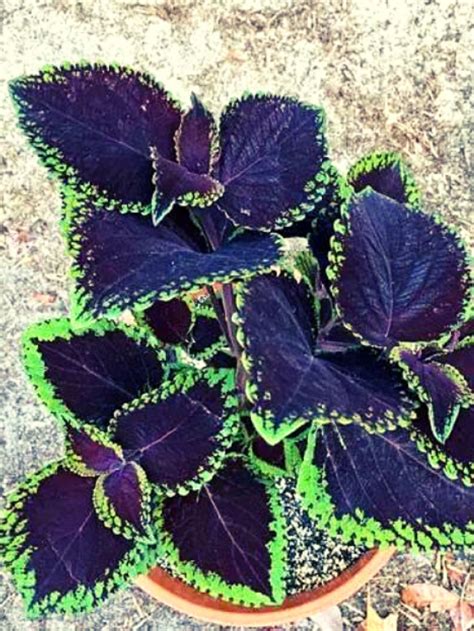 Coleus Plant Varieties For You Plants Insider