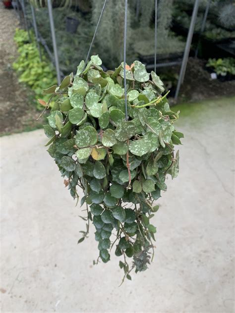Enhance Your Environment with Hoya Curtisii Delicate Charm | Buy Now