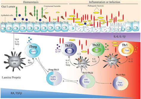 development of th17 cell and its related intermediary cells during