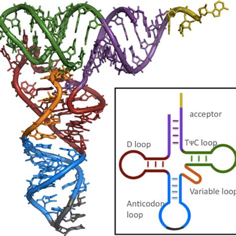 Coaxial Stacking Of Helices A Secondary Structure Illustration Of A