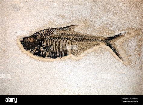 Preserved Remains Fossils Definition