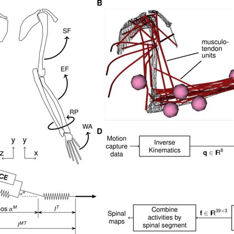 pdf spatiotemporal maps of proprioceptive inputs to the cervical