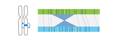 Why Structural Variation Matters Bionano