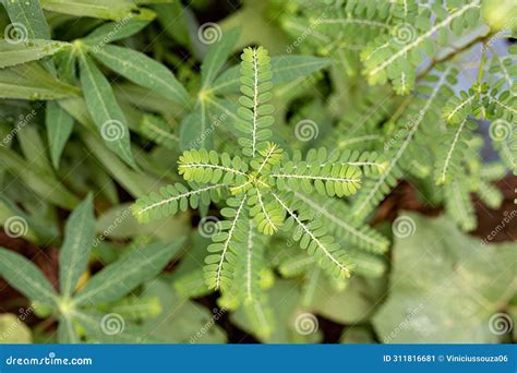 Small Wind Plant Stock Image Image Of Fruits Botany 311816681