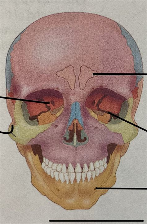 Surface Features Of Bones Diagram Quizlet
