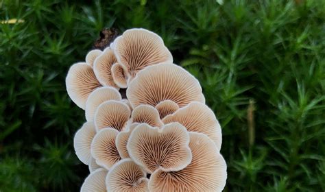 CV Chatbot Chatter Communications