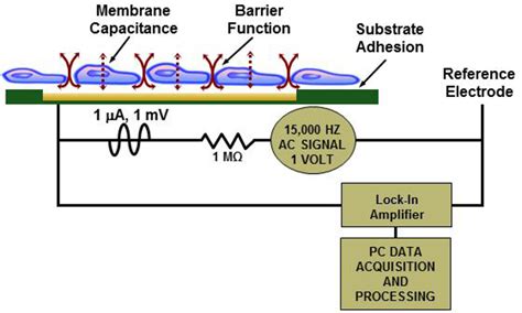 principle of ecis illustration of a cell monolayer on a biochip with