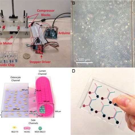 Microfluidic Platform Integrated With The Oscillatory Fluid Flow For