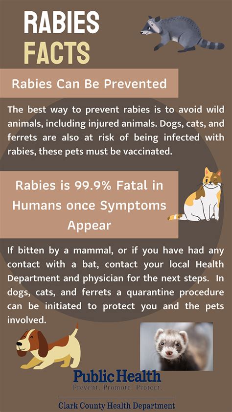Rabid Cat Symptoms