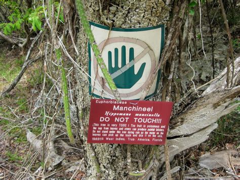 Do Not Eat Touch Or Even Inhale The Air Around The Manchineel Tree