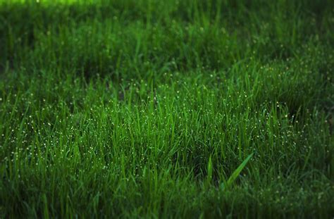 Nature Rain Grass Water