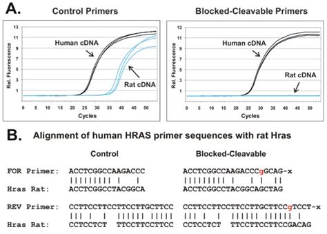 Increased Specificity Of Rhpcr With Complex Dna Samples A Pcr Assay