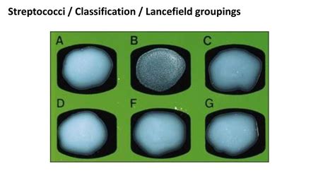 Introduction To Microbiology Ppt Download Introduction To Microbiology Ppt Download