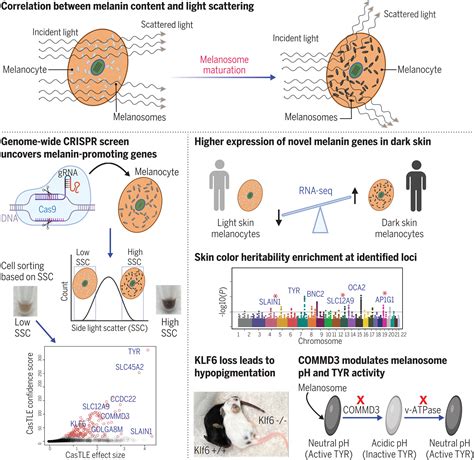 Team Identifies 169 Genes Associated With Production Of Melanin In The