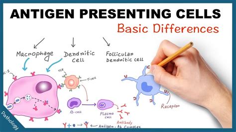 Antigen Presenting Cells