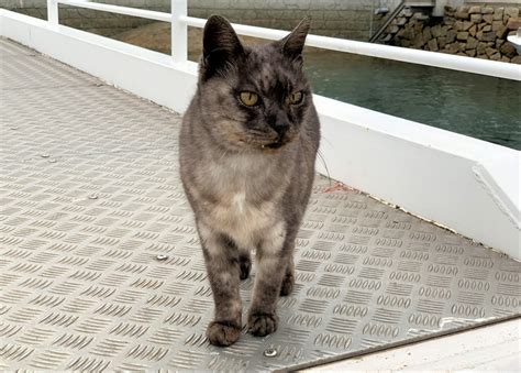 Japan Travel Exploring Manabeshima Cat Island Soranews24 —japan News—