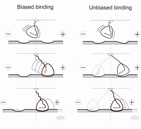 figure 1 from electrostatically biased binding of kinesin to