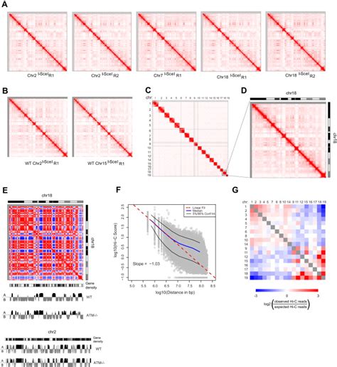 Spatial Organization Of The Mouse Genome And Its Role In Recurrent Chromosomal Translocations Cell