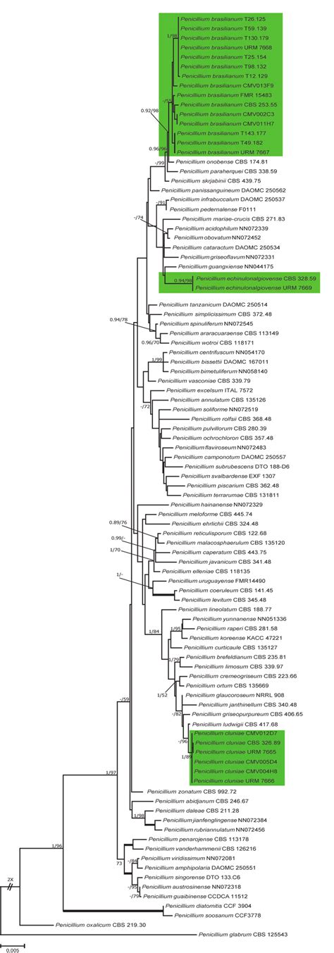 Bayesian Inference Bi Tree Obtained Using A Combined Bena And Cam