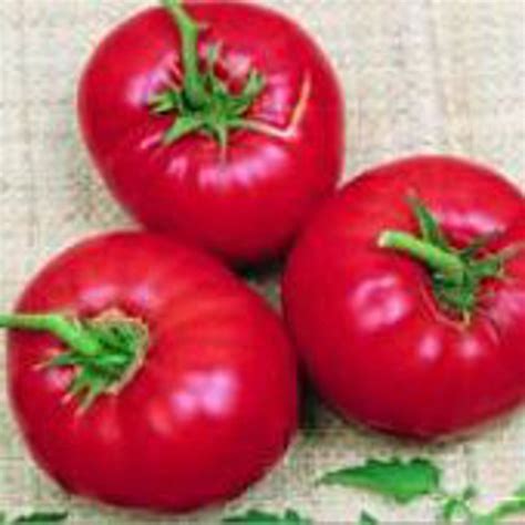 Mule Team Tomato Seeds Etsy