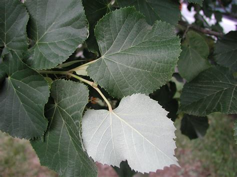 A Tree To Try — Silver Linden Artofit
