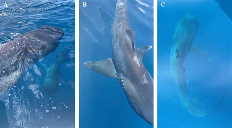 Caught On Camera Biologists Once In A Lifetime Encounter With 3