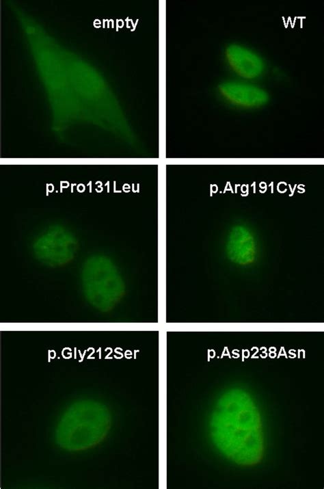 Cellular Localization Of Nr5a1 Mutants Cellular Localization Of Gfp Sf1 Download Scientific