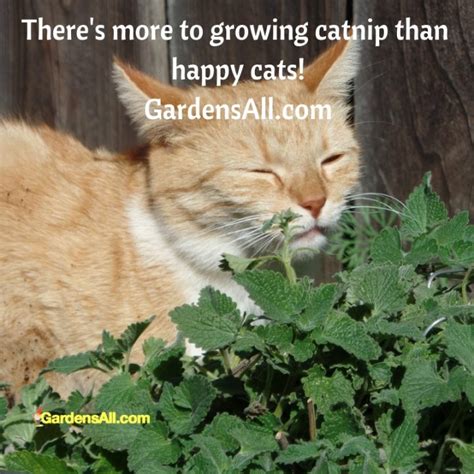 Consider Growing Catnip For People Another Herb With Great Benefits GardensAll